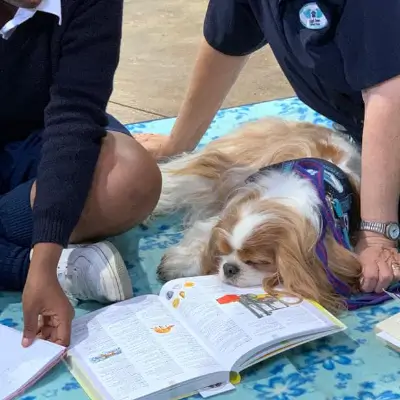 Angel Paws Therapy Dogs - Brightening Lives